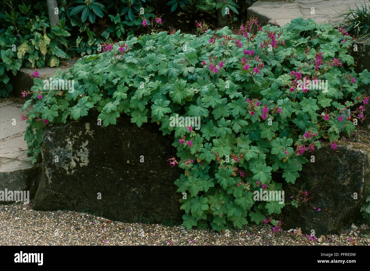 Geranium macrorrhizum 'Czakor' with trailing green leaves and tiny pink ...