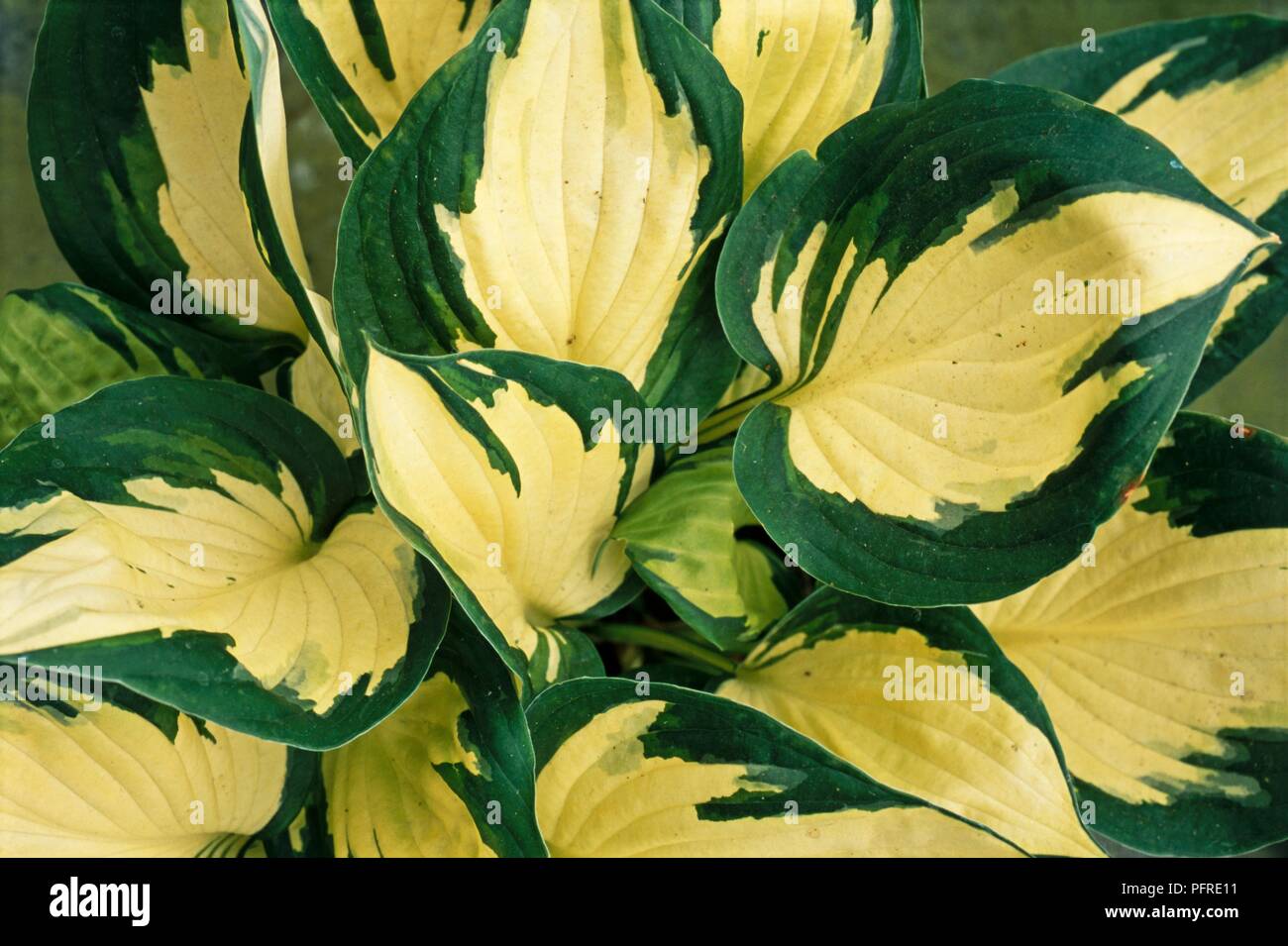 Hosta 'Morning Light' with yellow and green variegated leaves Stock ...