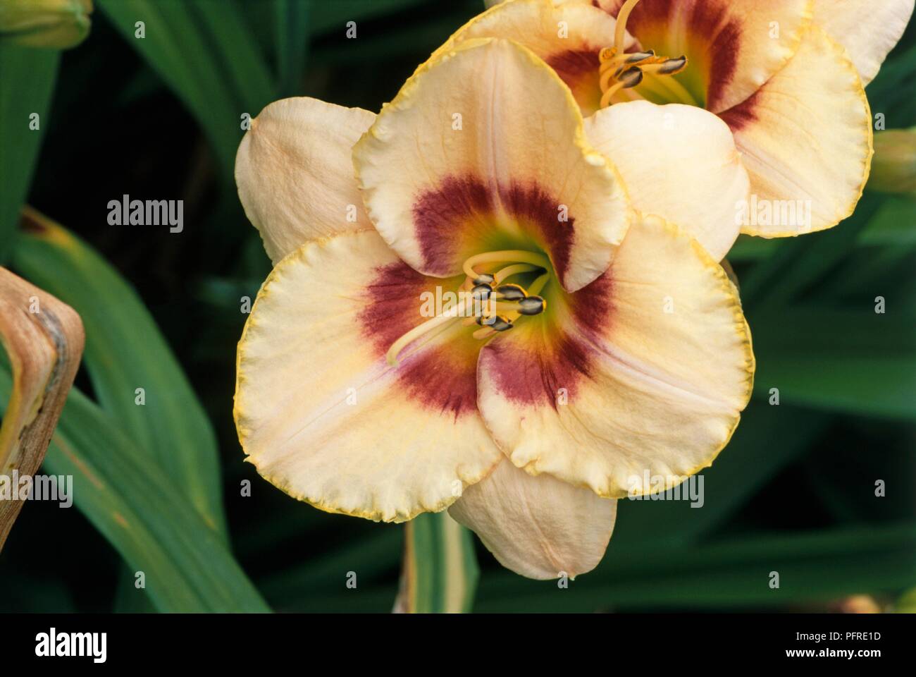 Pale yellow Hemerocallis 'Custard Candy' flower and stamen with ...