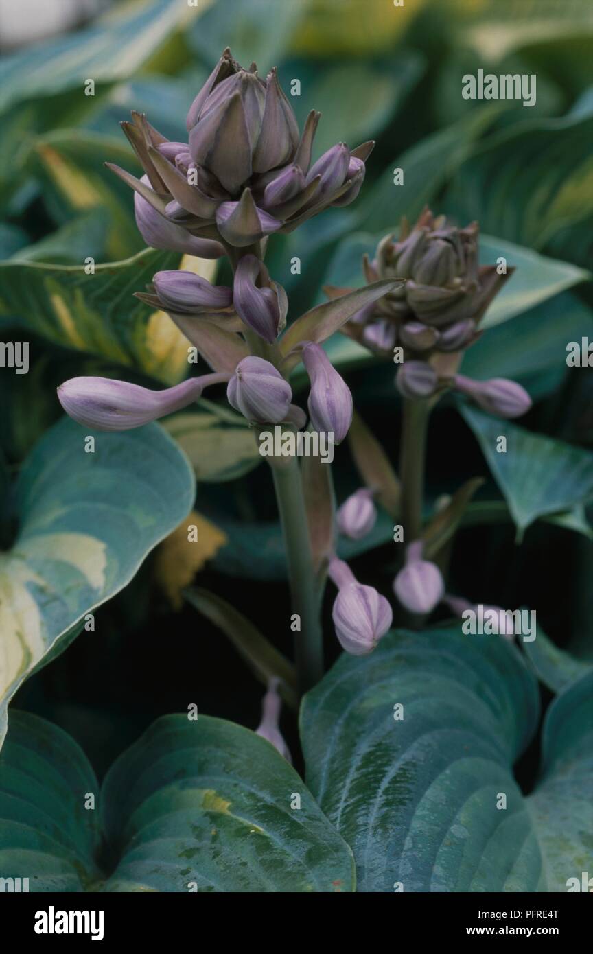 Hosta 'June' with purple buds on thick stems and dark green leaves ...