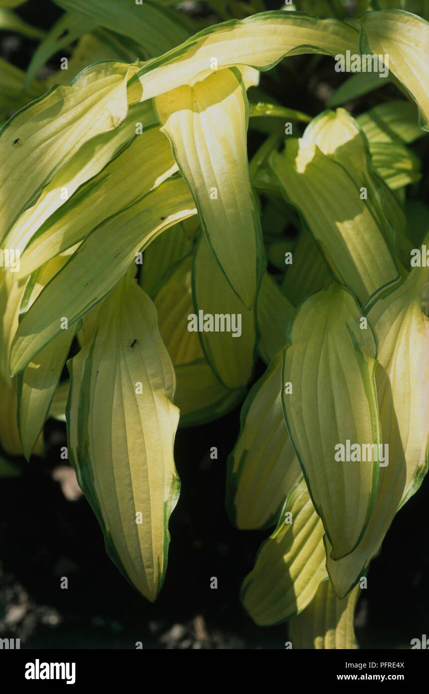 Green and yellow variegated leaves of Hosta 'Kabitan' highlighted by ...