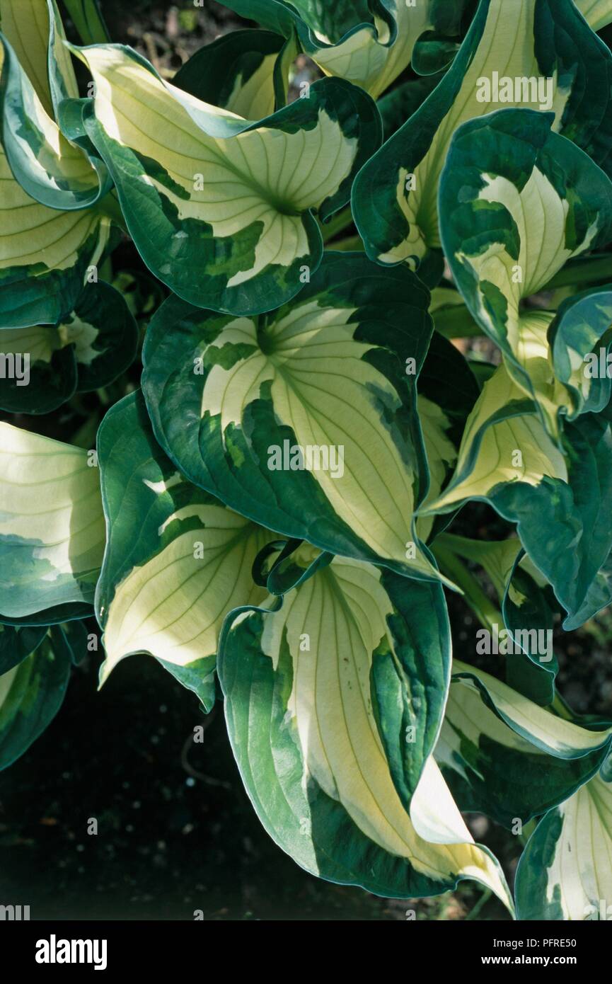 Hosta whirlwind hi-res stock photography and images - Alamy