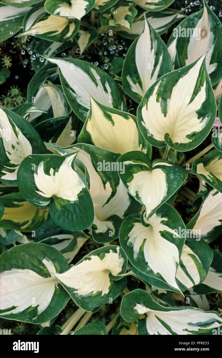 Hosta 'Loyalist' showing leaves with variegated deep green margins ...