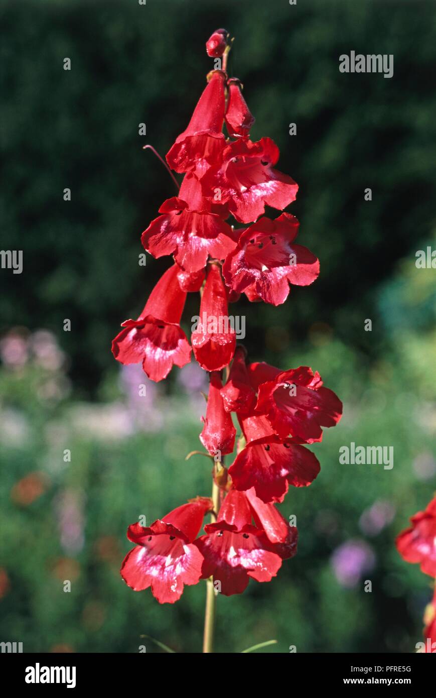 Penstemon 'Red Emperor' with red flowers and bud on long stem Stock ...