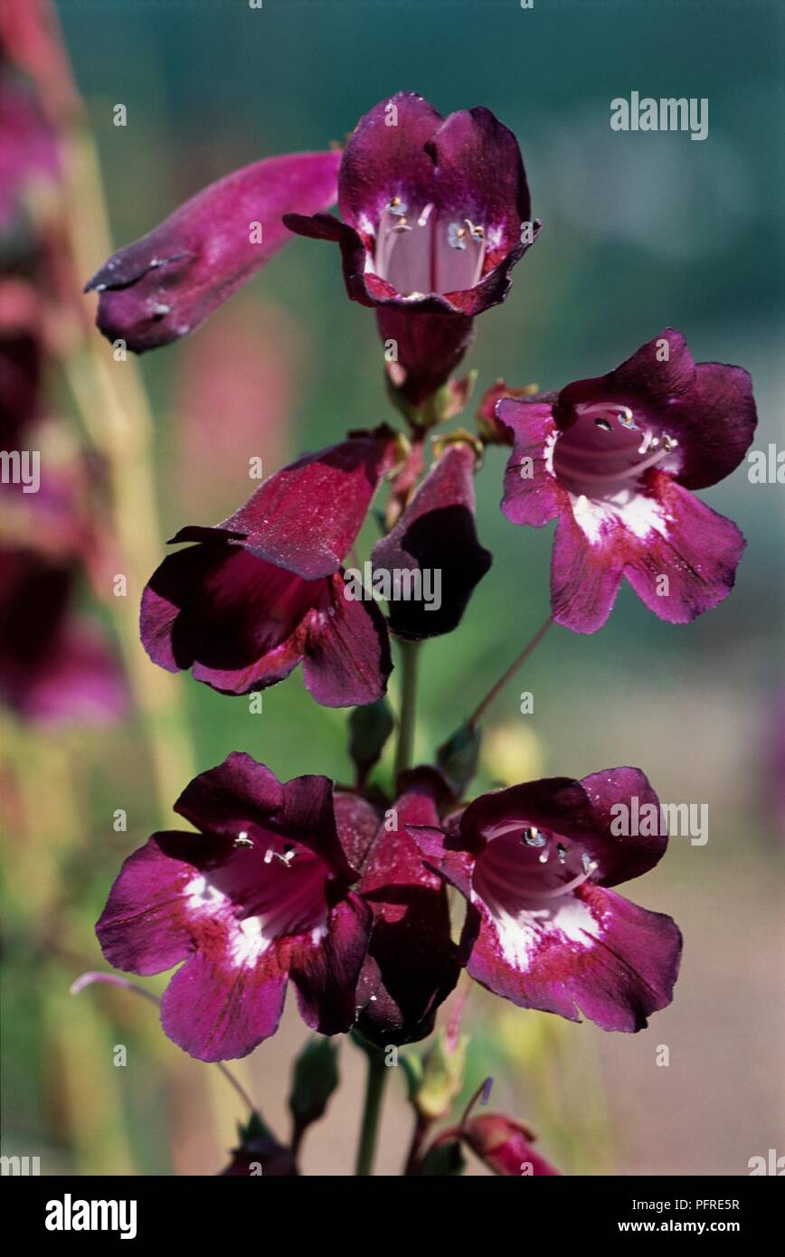 Penstemon 'Raven' an upright perennial with purple flowers, white a ...