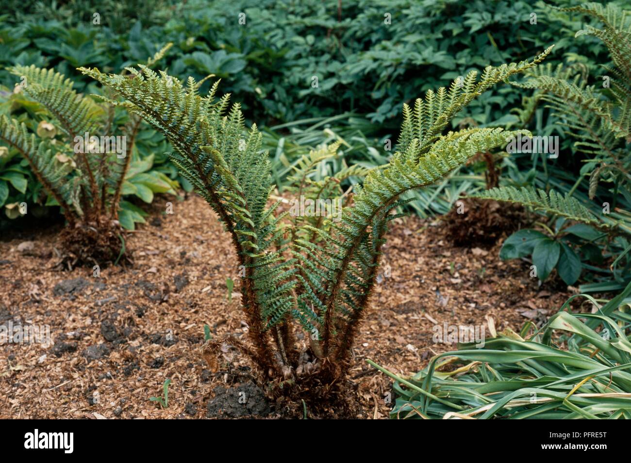 Polystichum polyblepharum (Tassel Fern) growing in damp area in garden ...