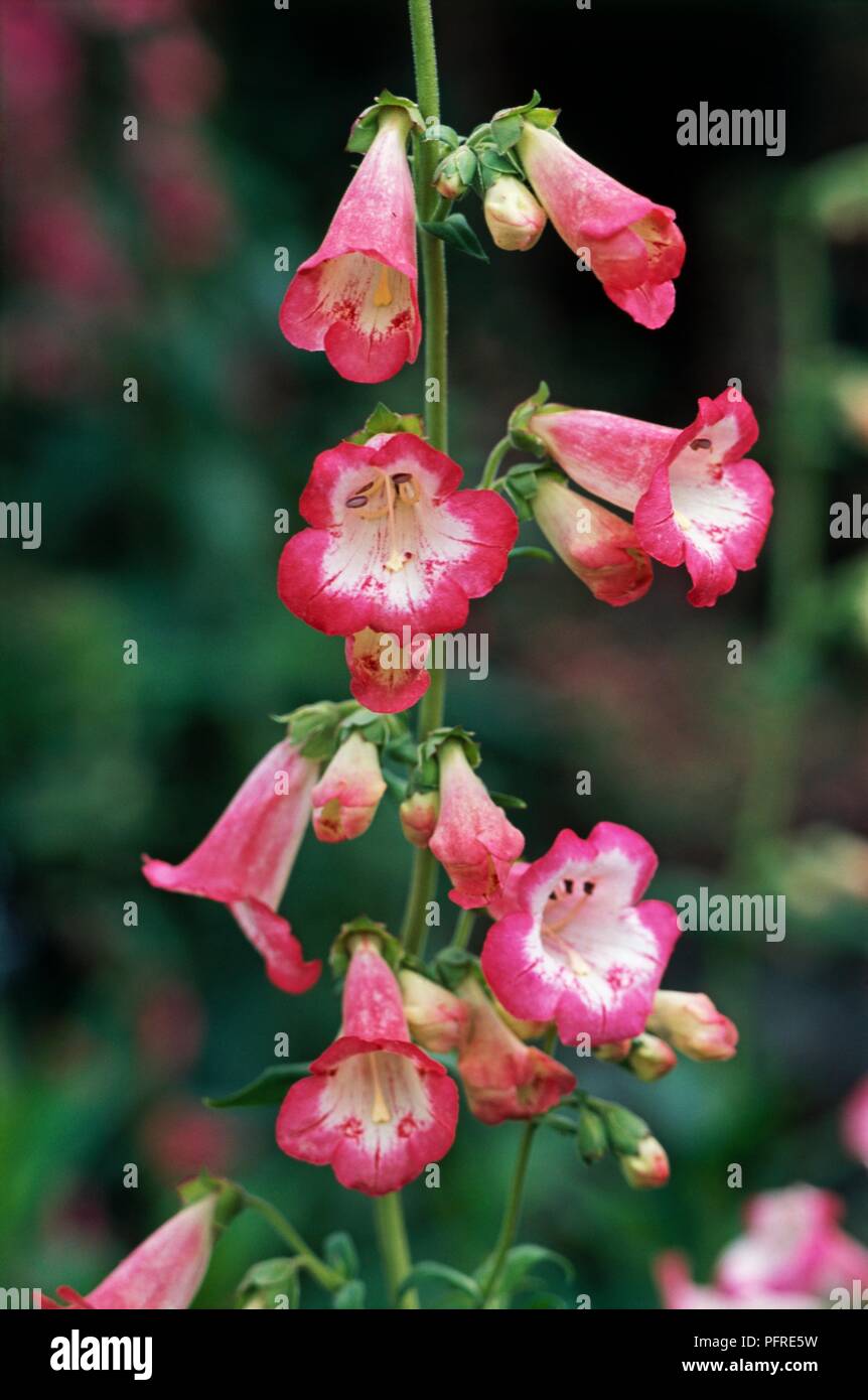 Penstemon flamingo hi-res stock photography and images - Alamy