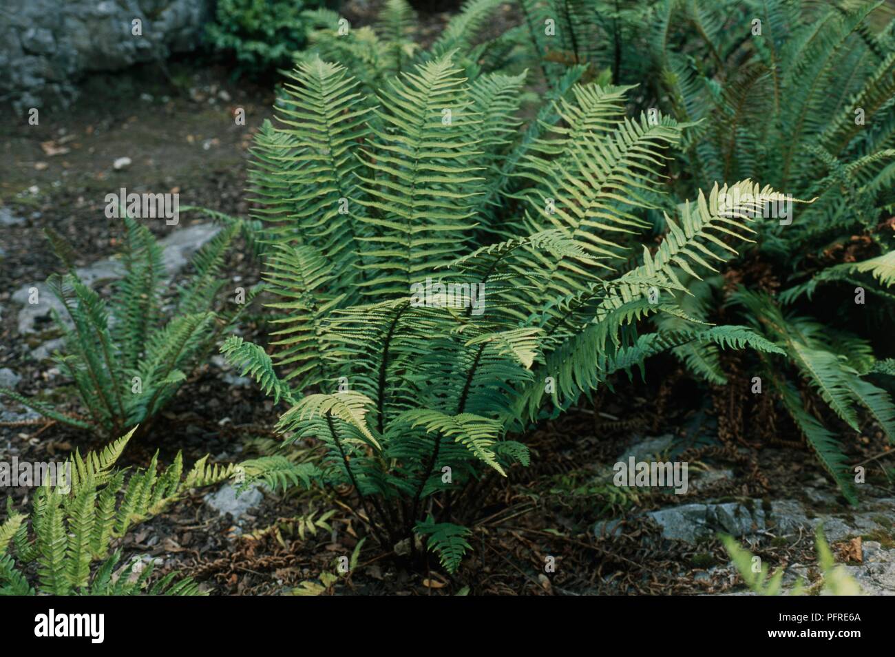 Shaggy shield fern hi-res stock photography and images - Alamy