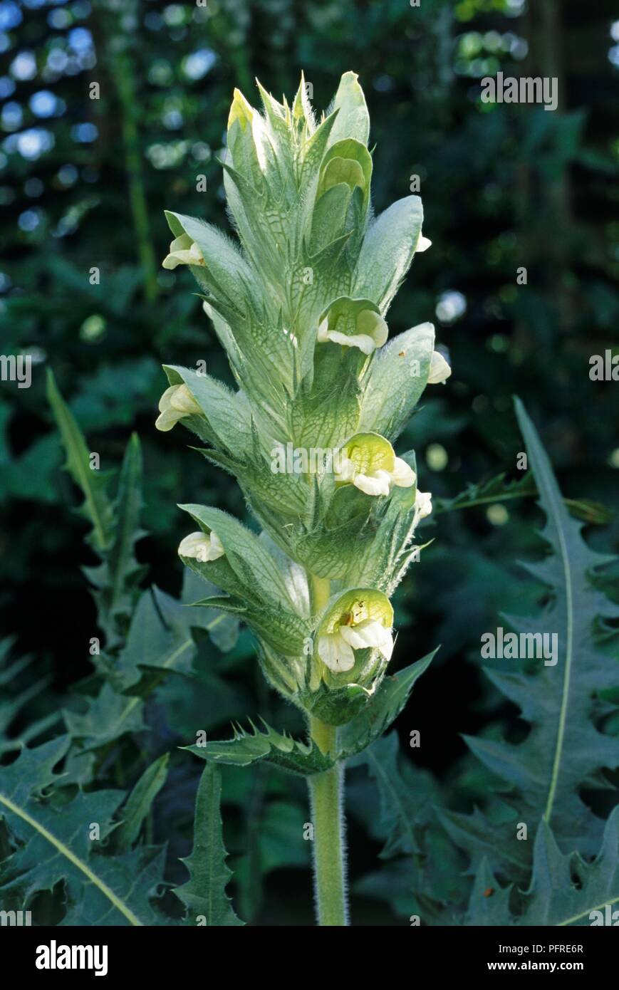 Acanthus flower hi-res stock photography and images - Alamy