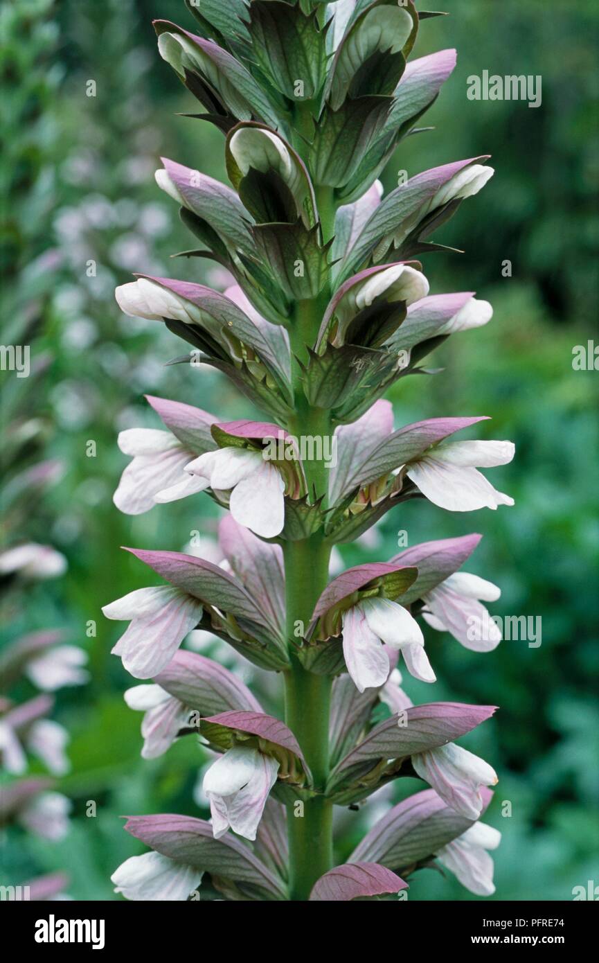 Acanthus flower hi-res stock photography and images - Alamy