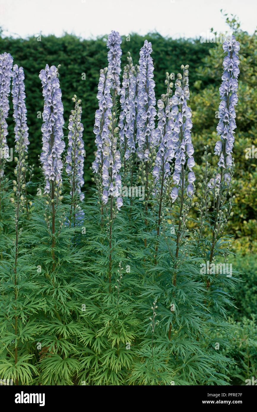 Steel flowers hi-res stock photography and images - Alamy