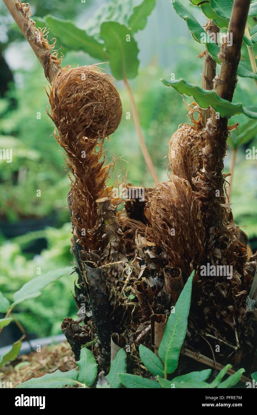 Blechnum chilense, fern native to Chile, close-up Stock Photo - Alamy