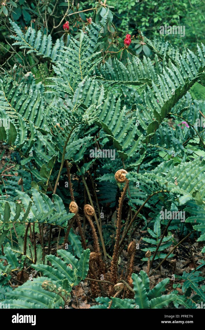 Blechnum chilense, fern native to Chile Stock Photo - Alamy