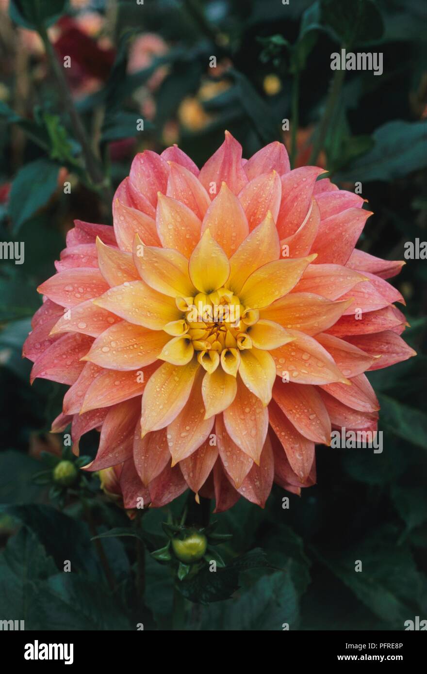 Dahlia 'Barry Williams', yellow and coral coloured flowerhead Stock ...