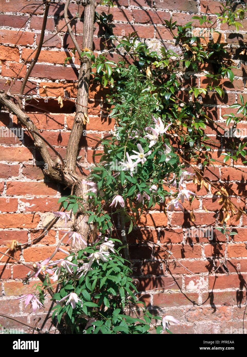 Climbing on clematis hi-res stock photography and images - Alamy