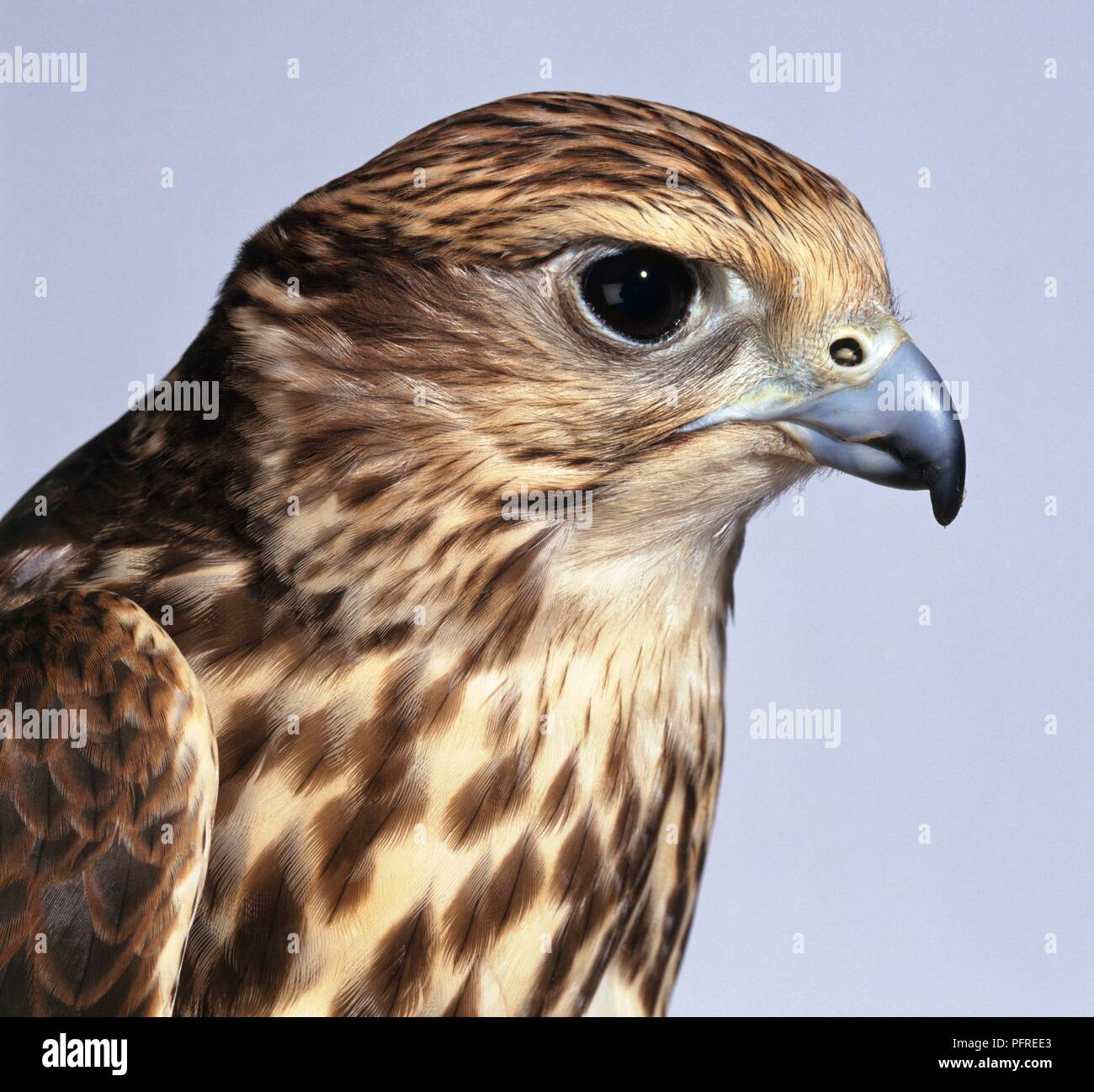Close up falcon hi-res stock photography and images - Alamy