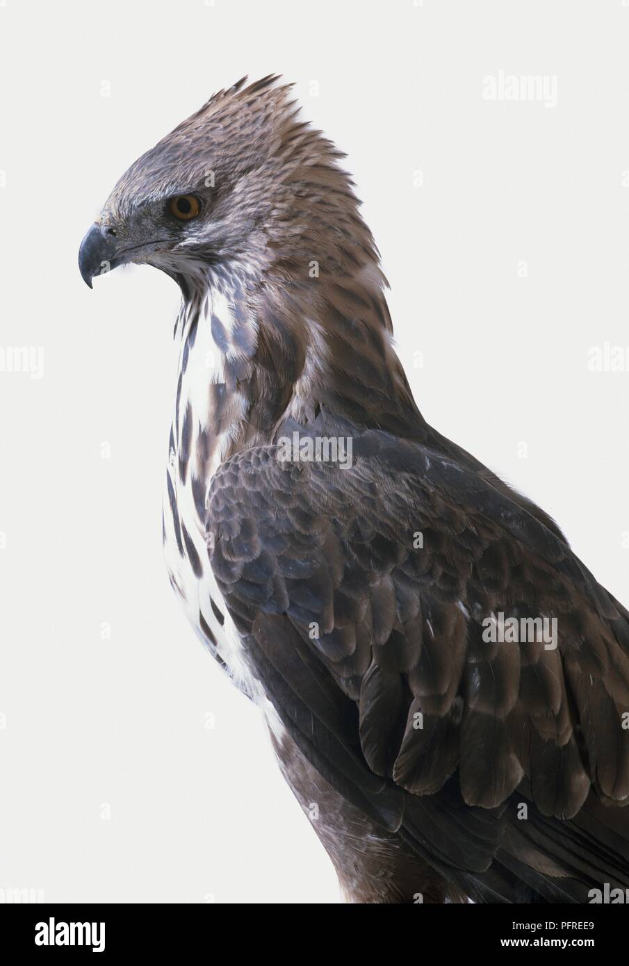Crested Hawk-eagle or Changeable Hawk-eagle (Nisaetus cirrhatus ...
