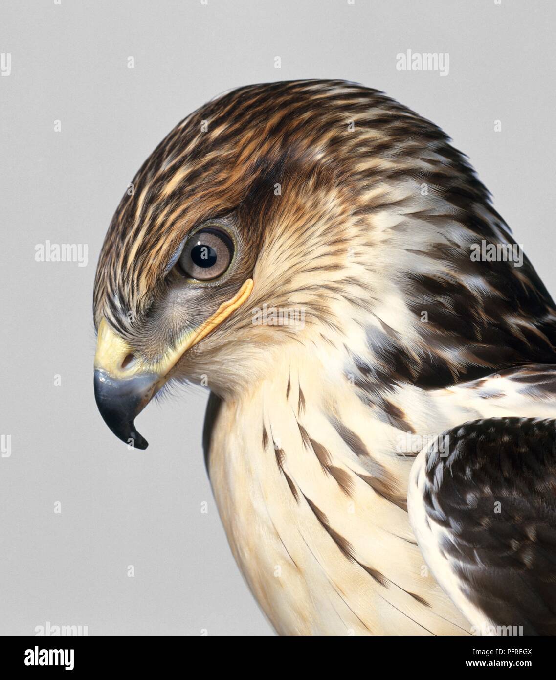 Bird head in profile hi-res stock photography and images - Alamy