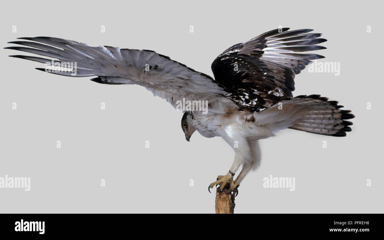 African Hawk Eagle (Aquila spilogastra) perching on branch, spread ...