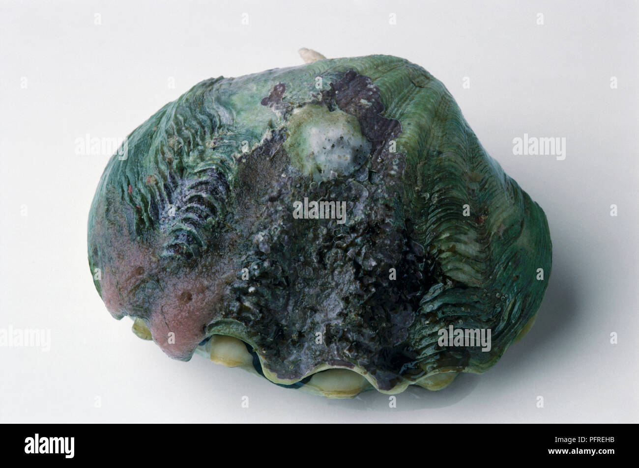 Clam closed hi-res stock photography and images - Alamy