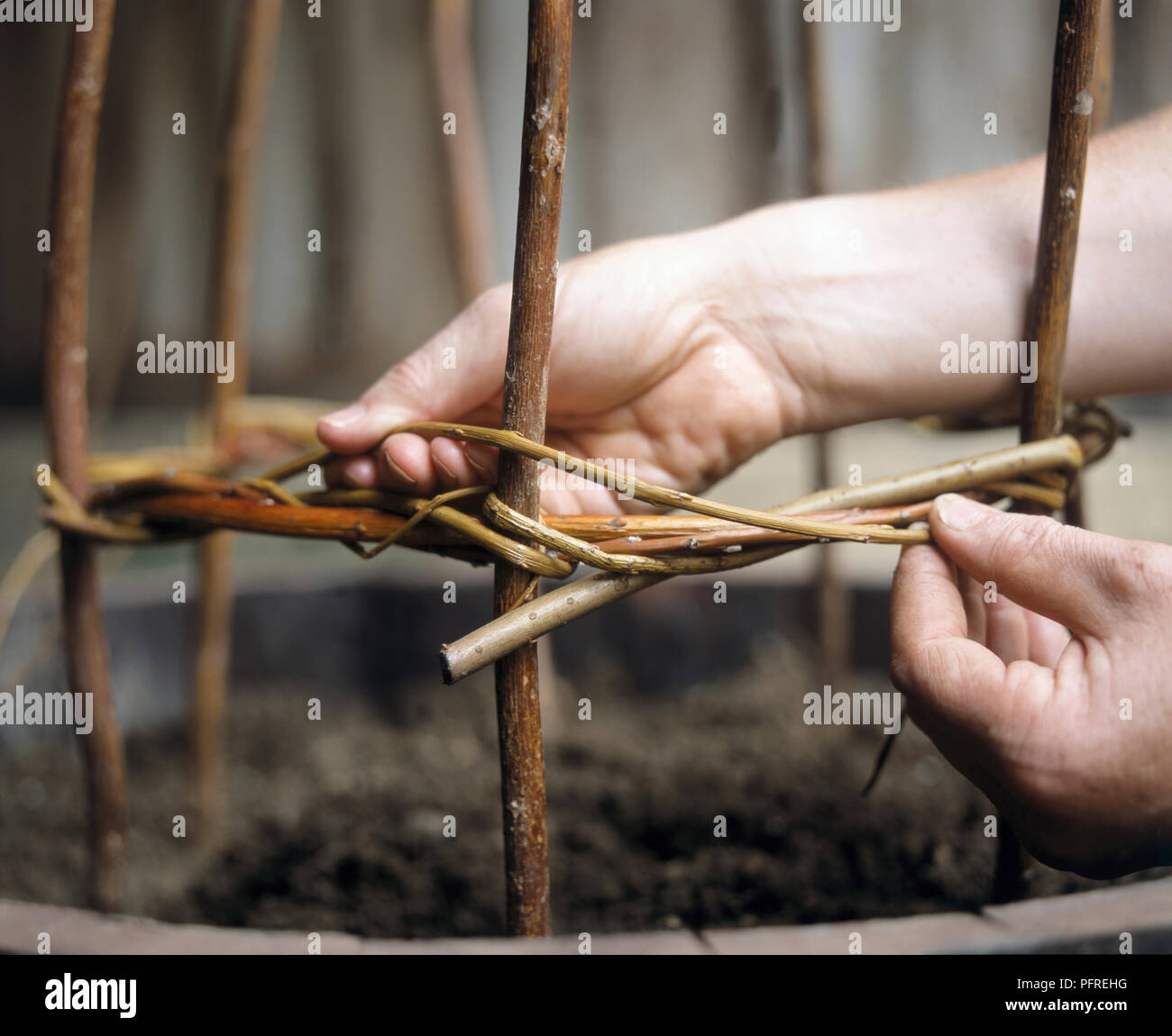 Completing the weave by pulling tip of withy upwards on upright of ...