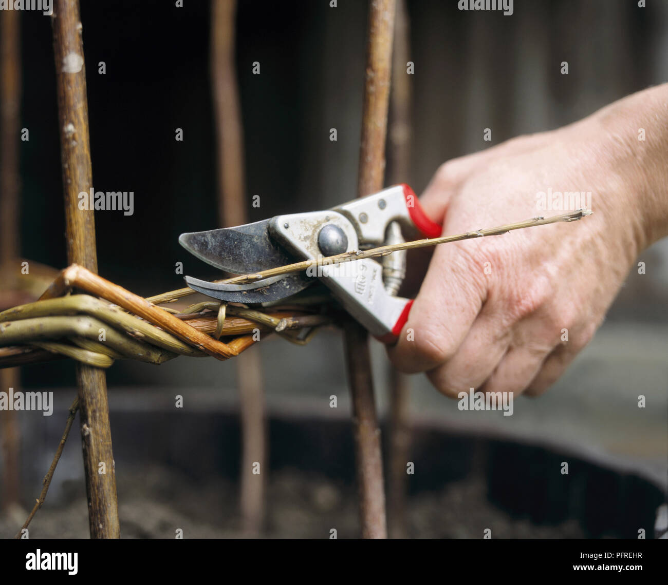 Using secateurs to trim protruding withy tips from willow obelisk Stock ...
