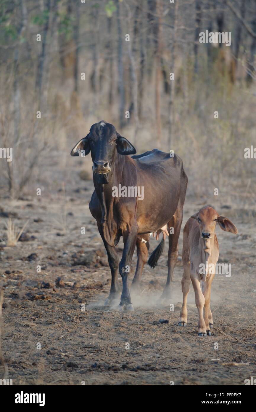 Australia, Northern Territory, Conways Cattle Station, cow and calf ...