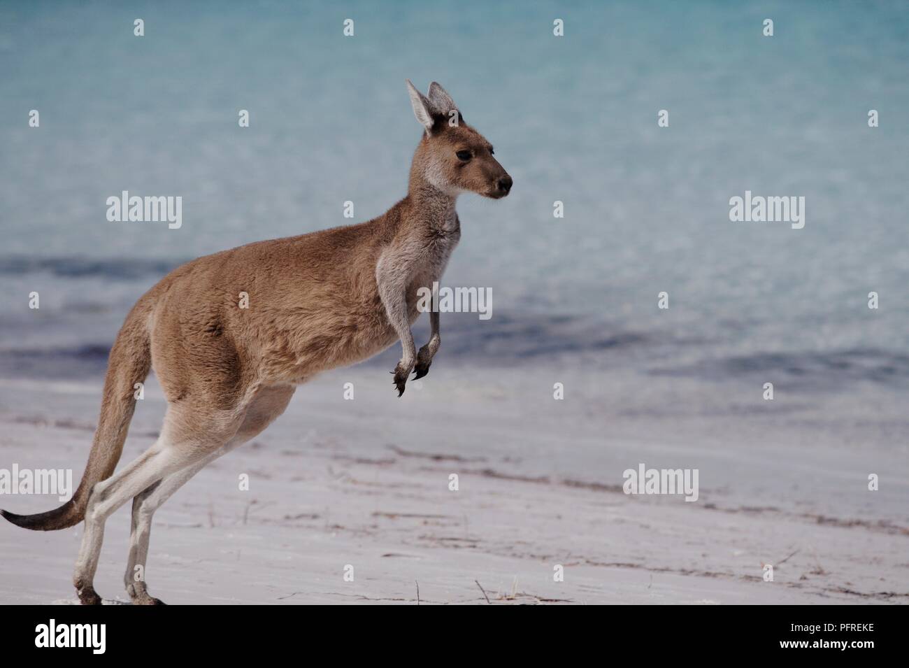 Kangaroo cape le grand hi-res stock photography and images - Alamy