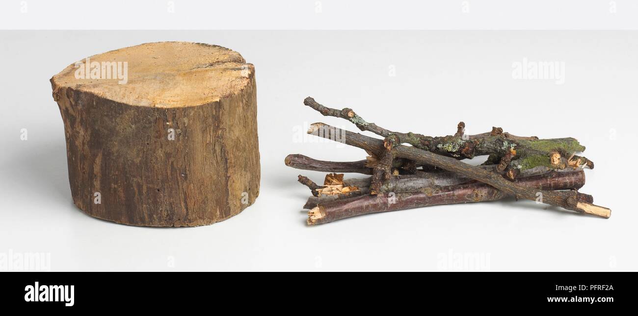 Tree stump and stack of sticks Stock Photo - Alamy