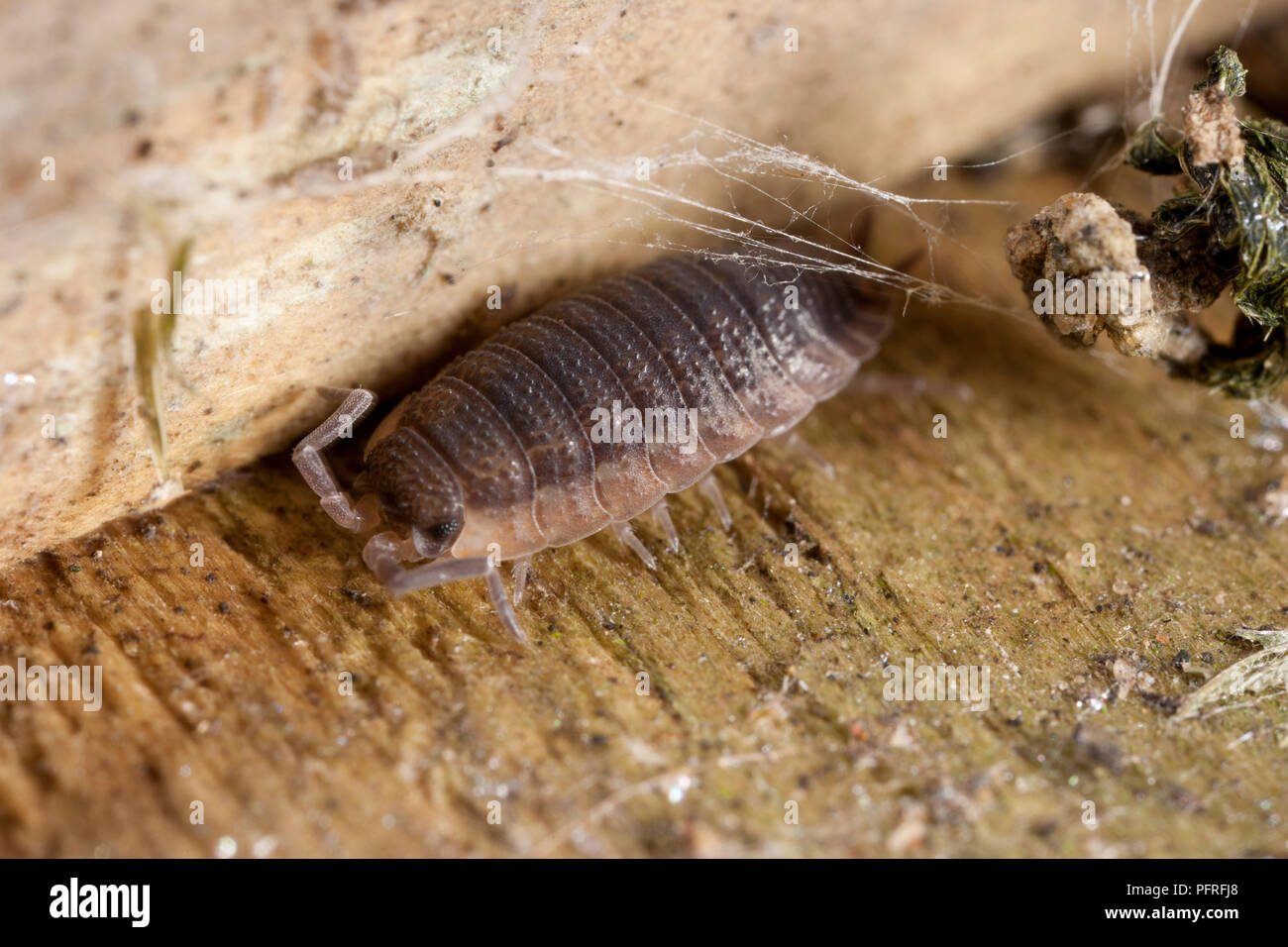 Common Rough Woodlouse (Porcellio scaber), extreme close-up Stock Photo ...