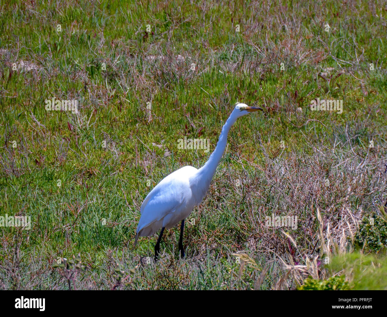 Elegant great egret egrets hi-res stock photography and images - Alamy