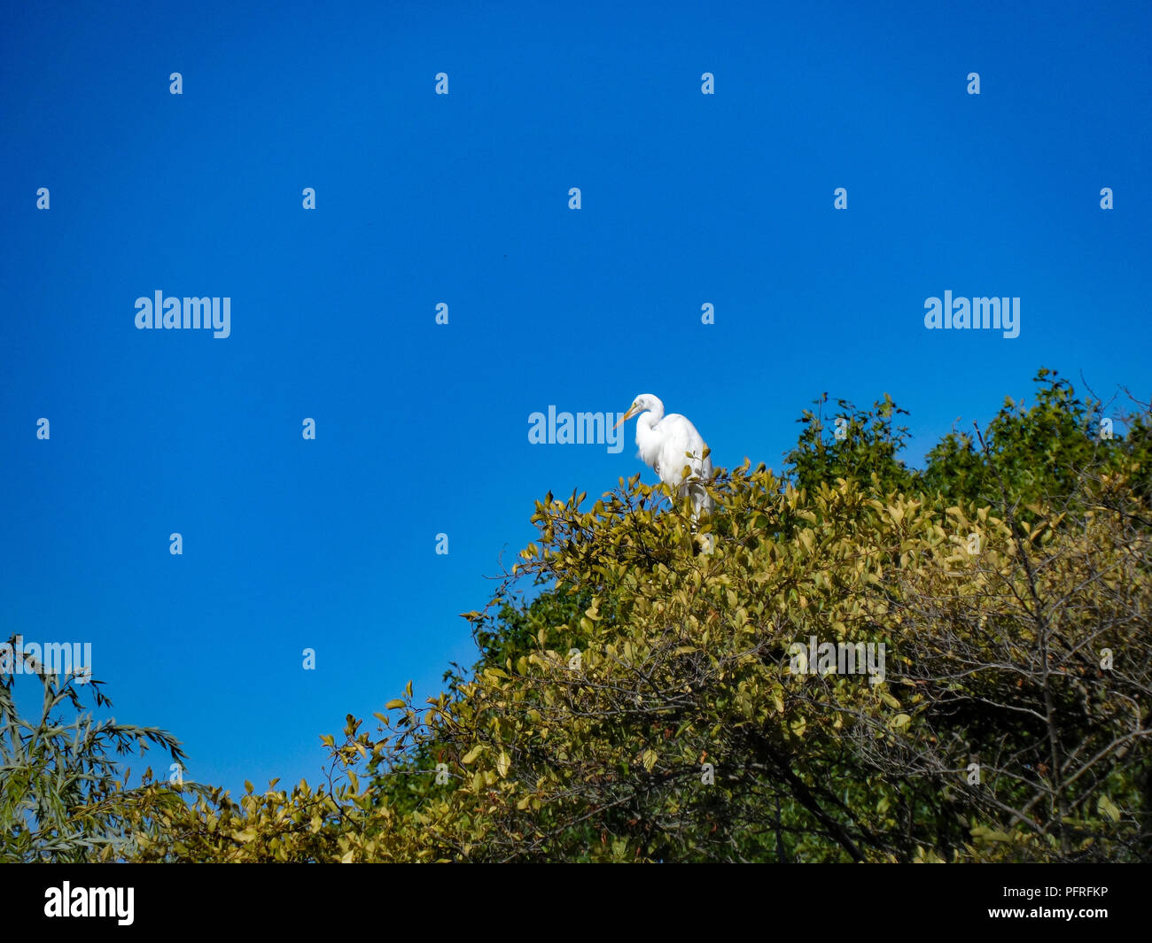 Elegant great egret egrets hi-res stock photography and images - Alamy