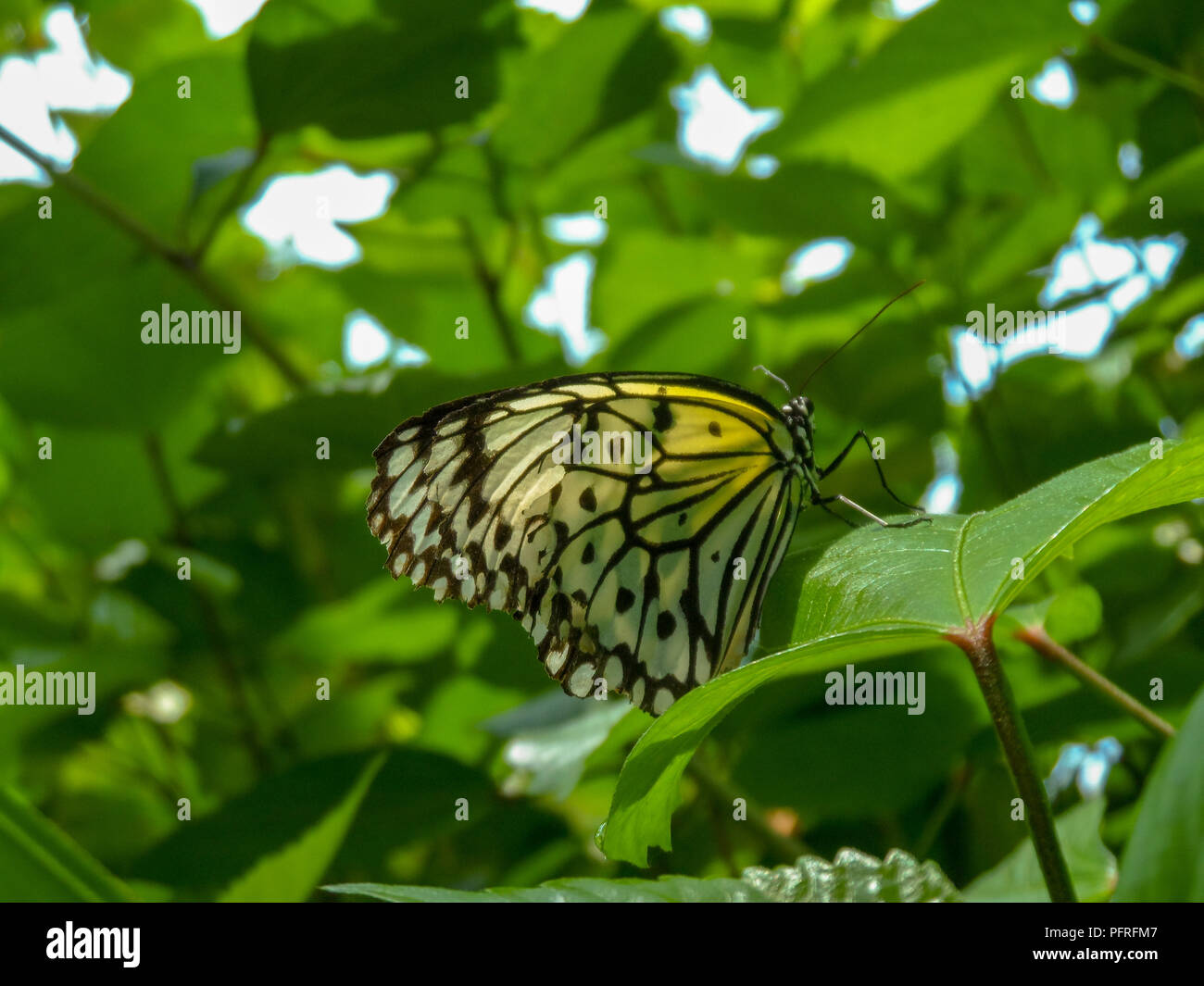 Butterfly in Nature Stock Photo - Alamy