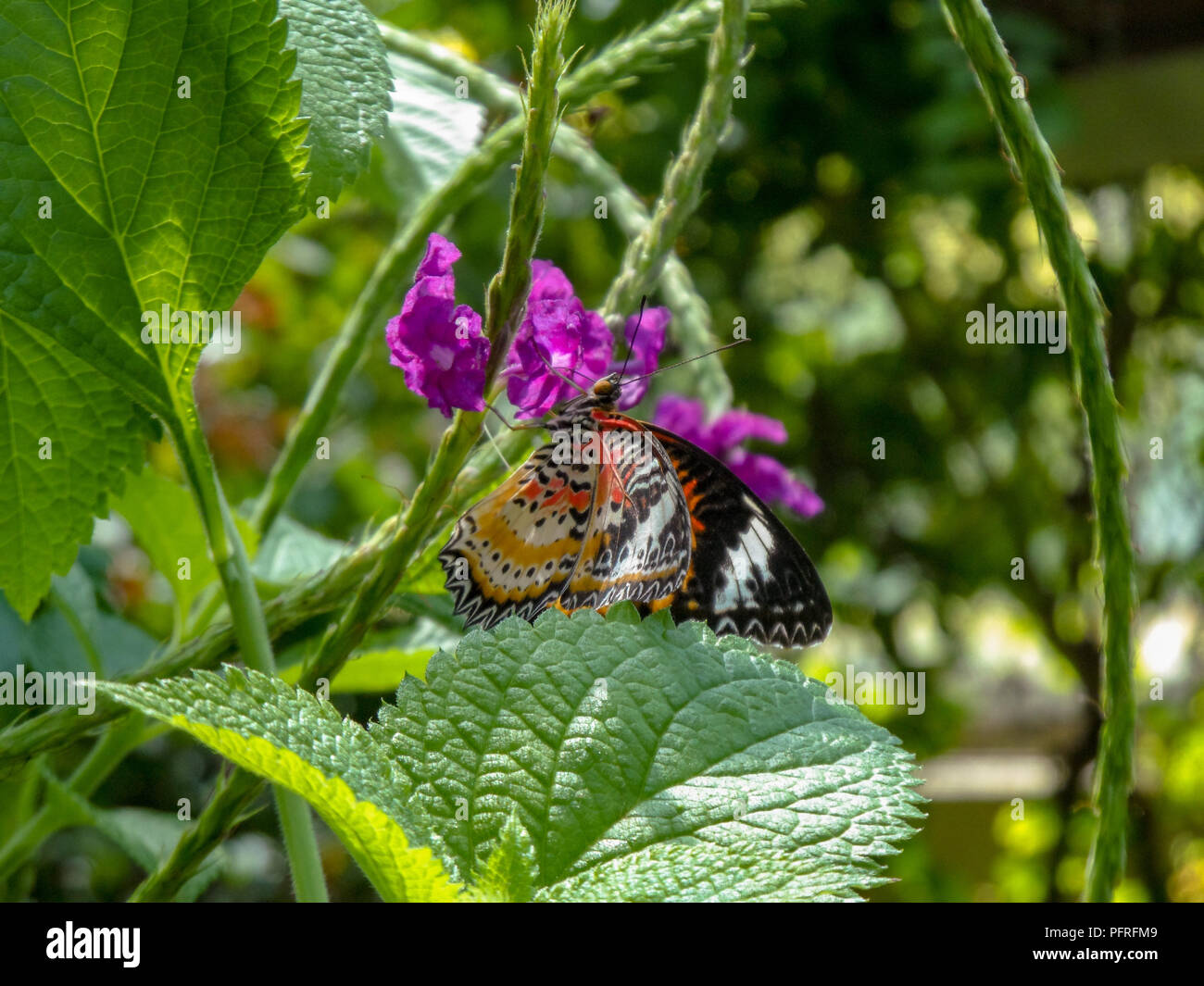 Beautiful butterfly in sky hi-res stock photography and images - Alamy