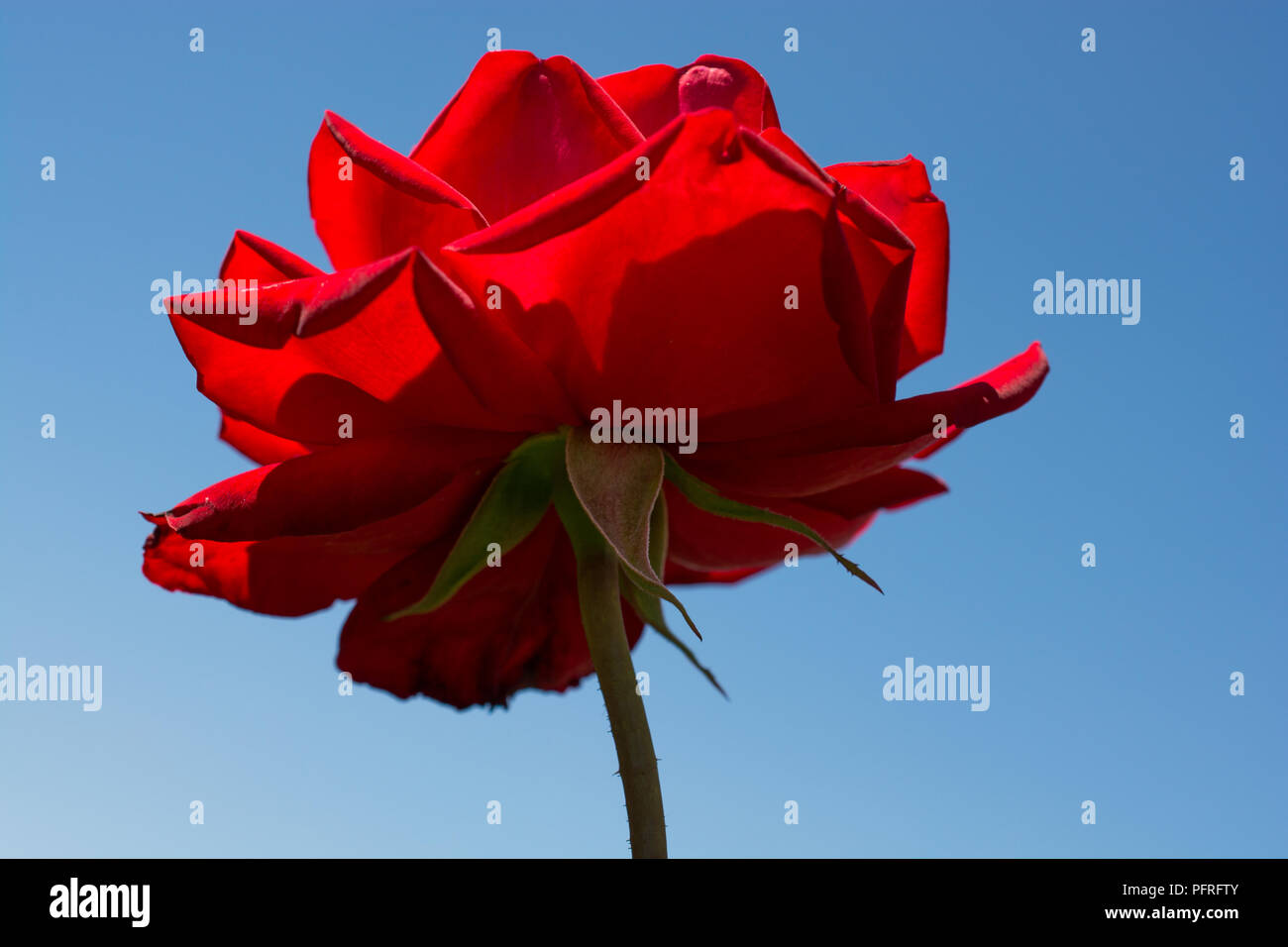 Blooming beautiful colorful rose in garden nature background Stock ...