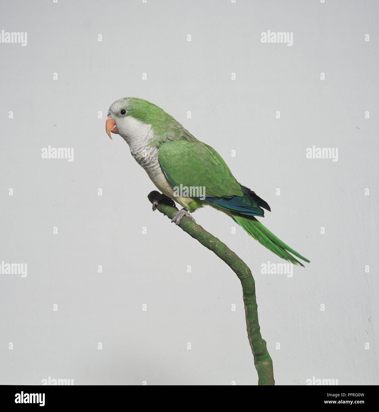 Monk Parakeet, also know as Quaker Parakeet (Myiopsitta monachus ...
