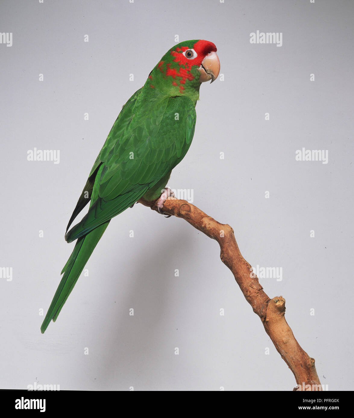 Male Mitred Parakeet (Aratinga mitrata) perching on branch, side view ...