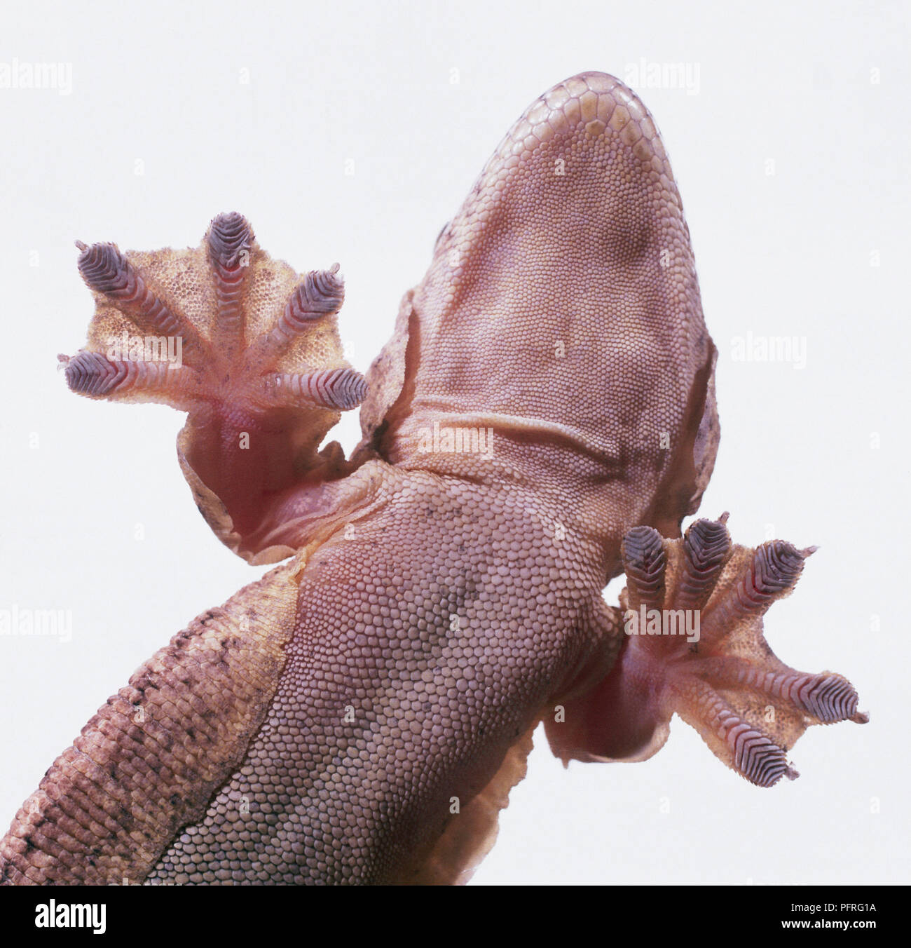 Underside view of Kuhl's Flying Gecko (Ptychozoon kuhli) clinging to ...