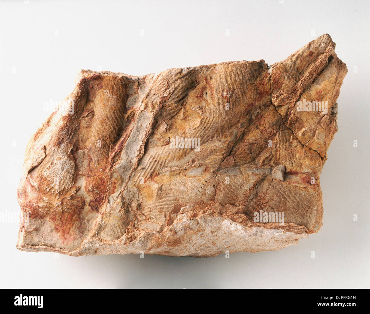 Trace fossil hi-res stock photography and images - Alamy