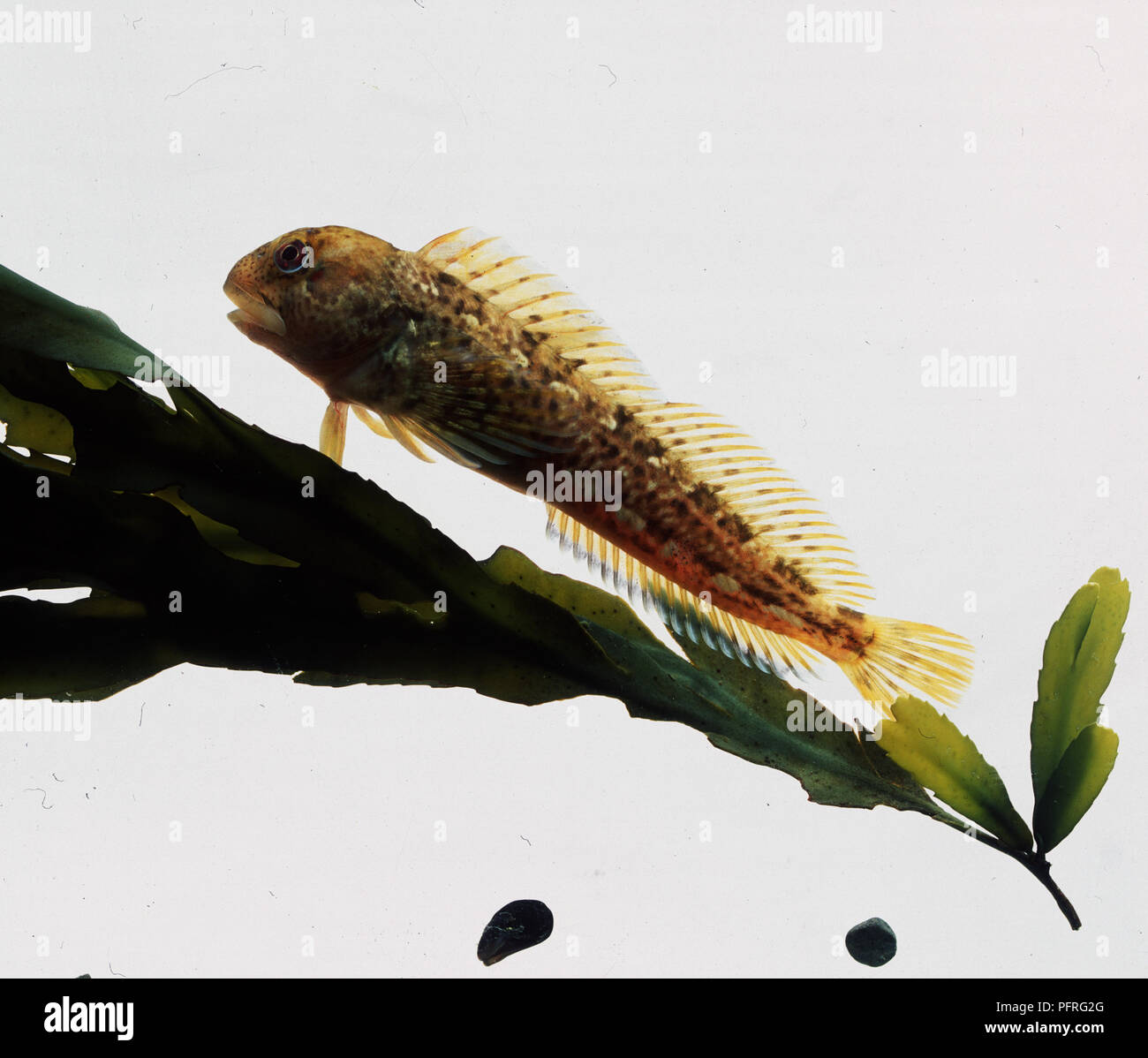 Shanny hi-res stock photography and images - Alamy