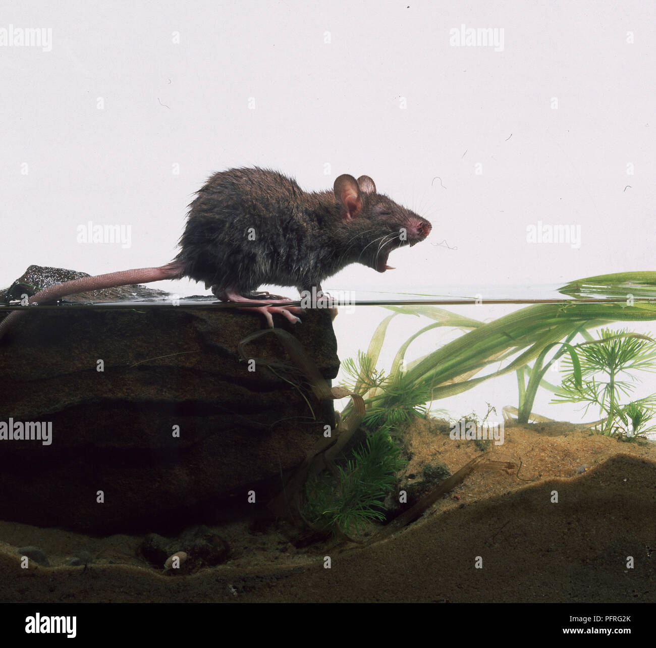 Young Brown Rat (Rattus norvegicus) on rock at edge of water, yawning ...