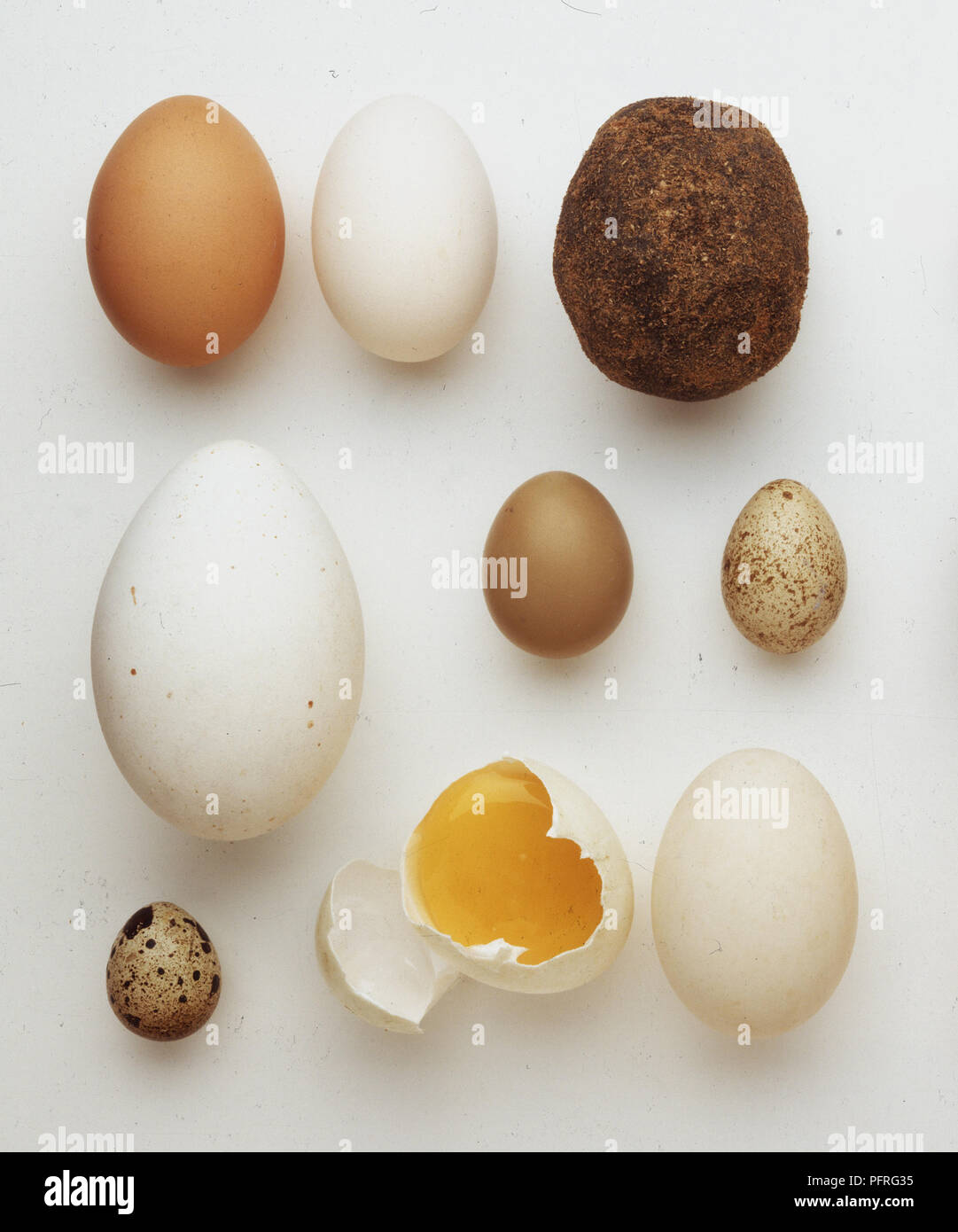 Fossil meal composition hi-res stock photography and images - Alamy