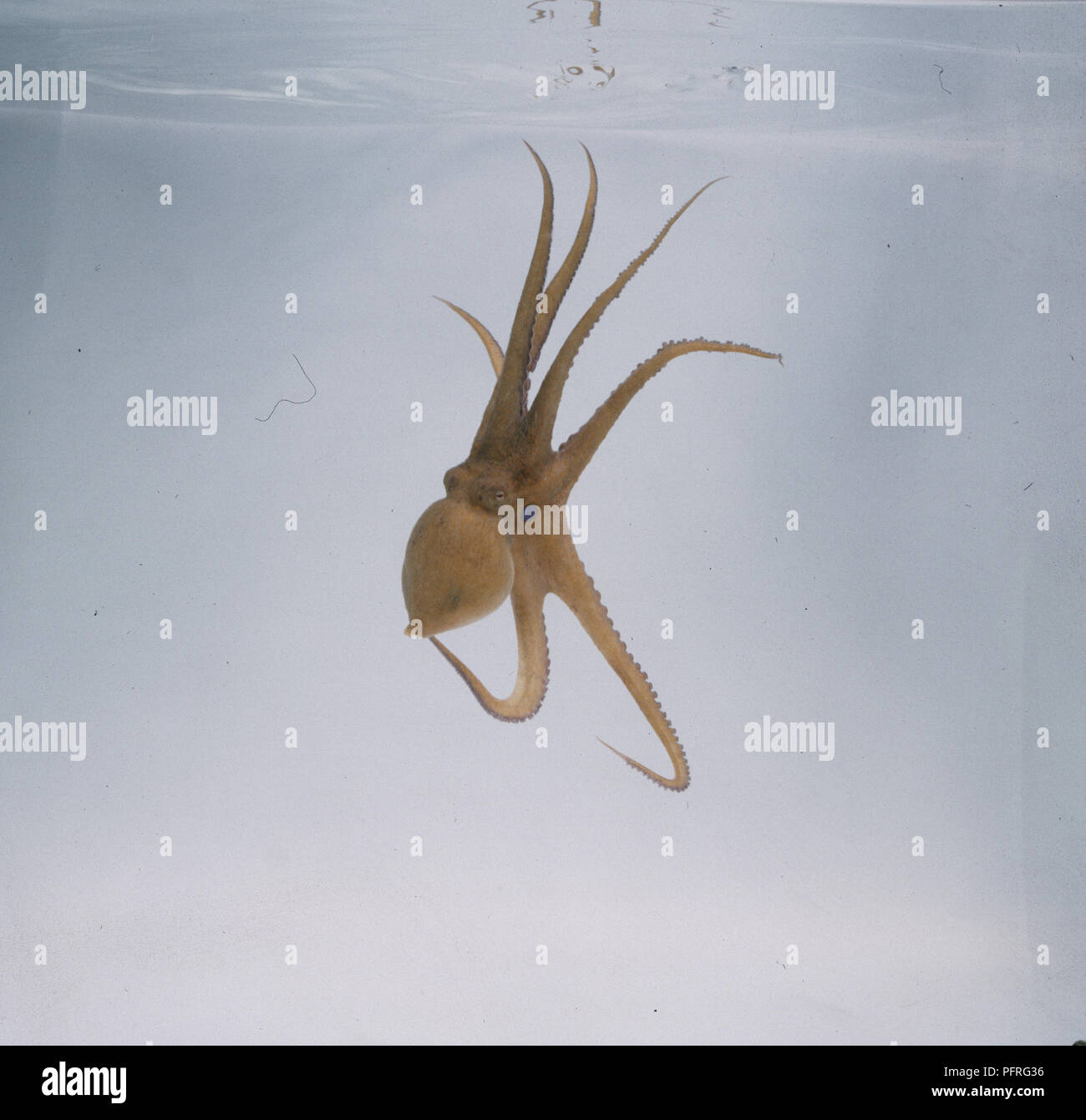 Common Octopus (Octopus Vulgaris) swimming in water, side view Stock ...