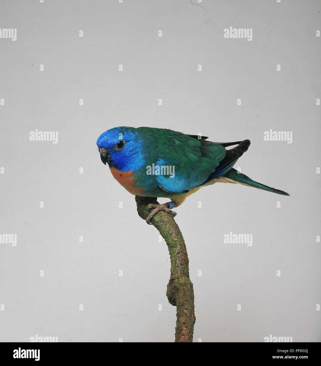 Male Scarlet-chested Parrot (Neophema splendida), blue mutation ...