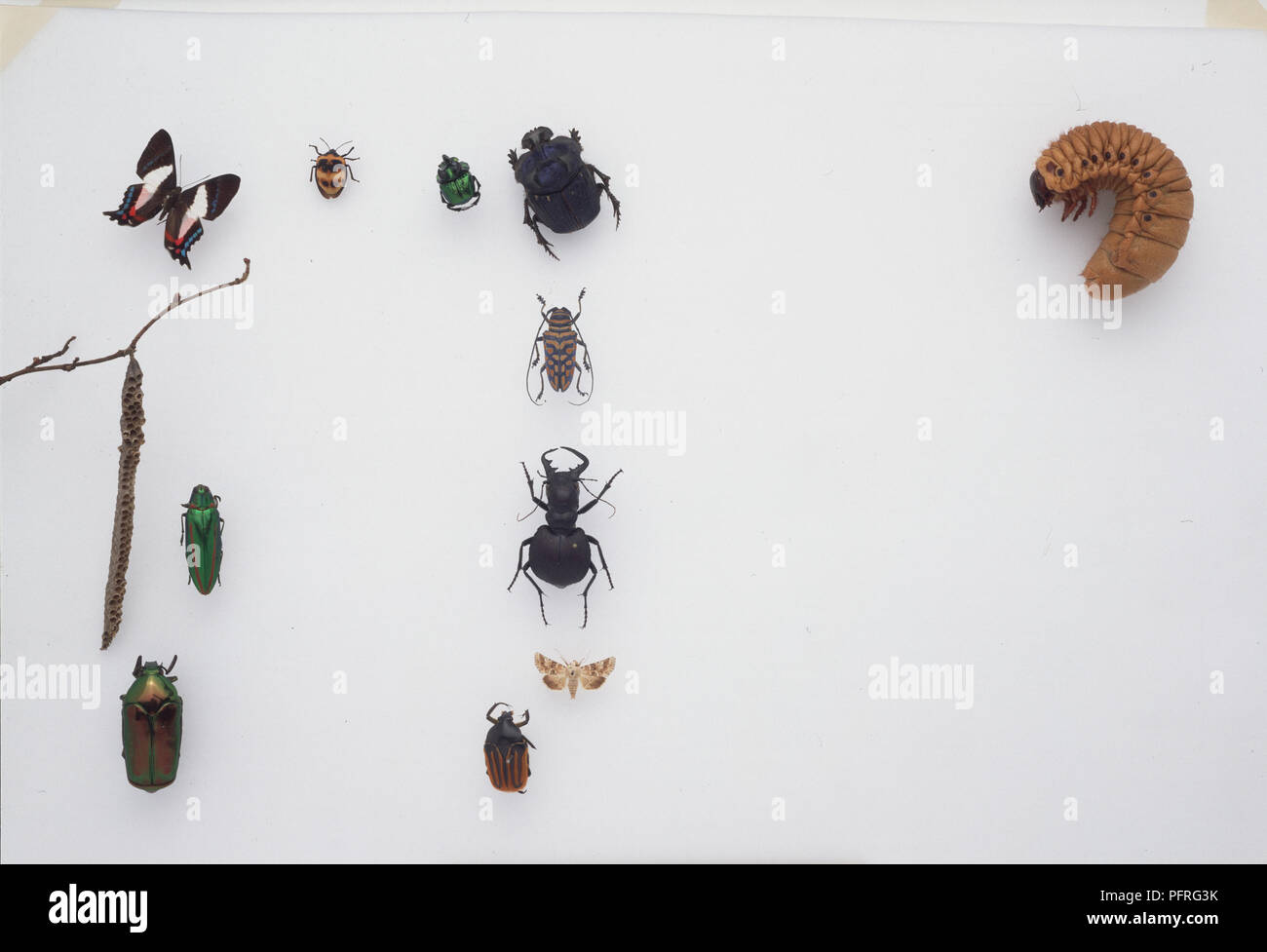 A Collection of Insects Stock Photo - Alamy