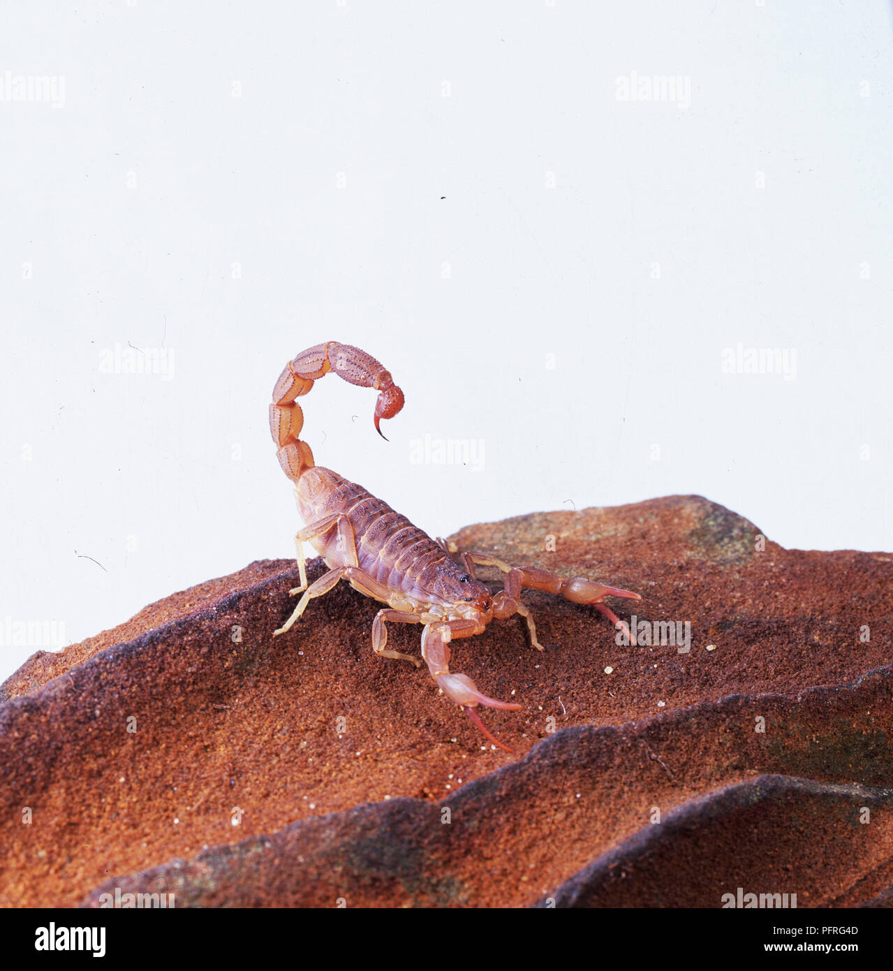 Desert Scorpion on rock, side view Stock Photo - Alamy