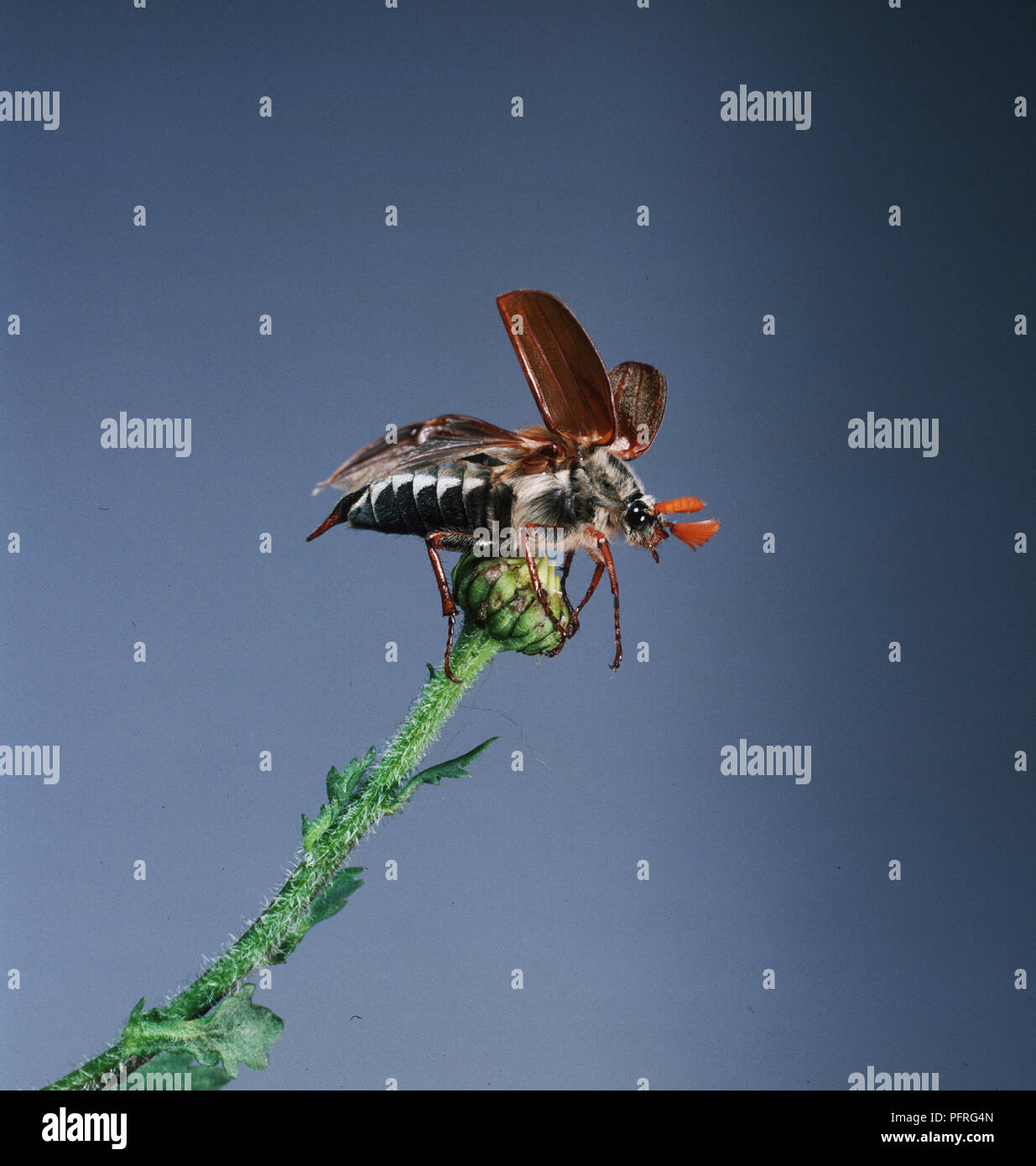 Cockchafer beetle hi-res stock photography and images - Alamy