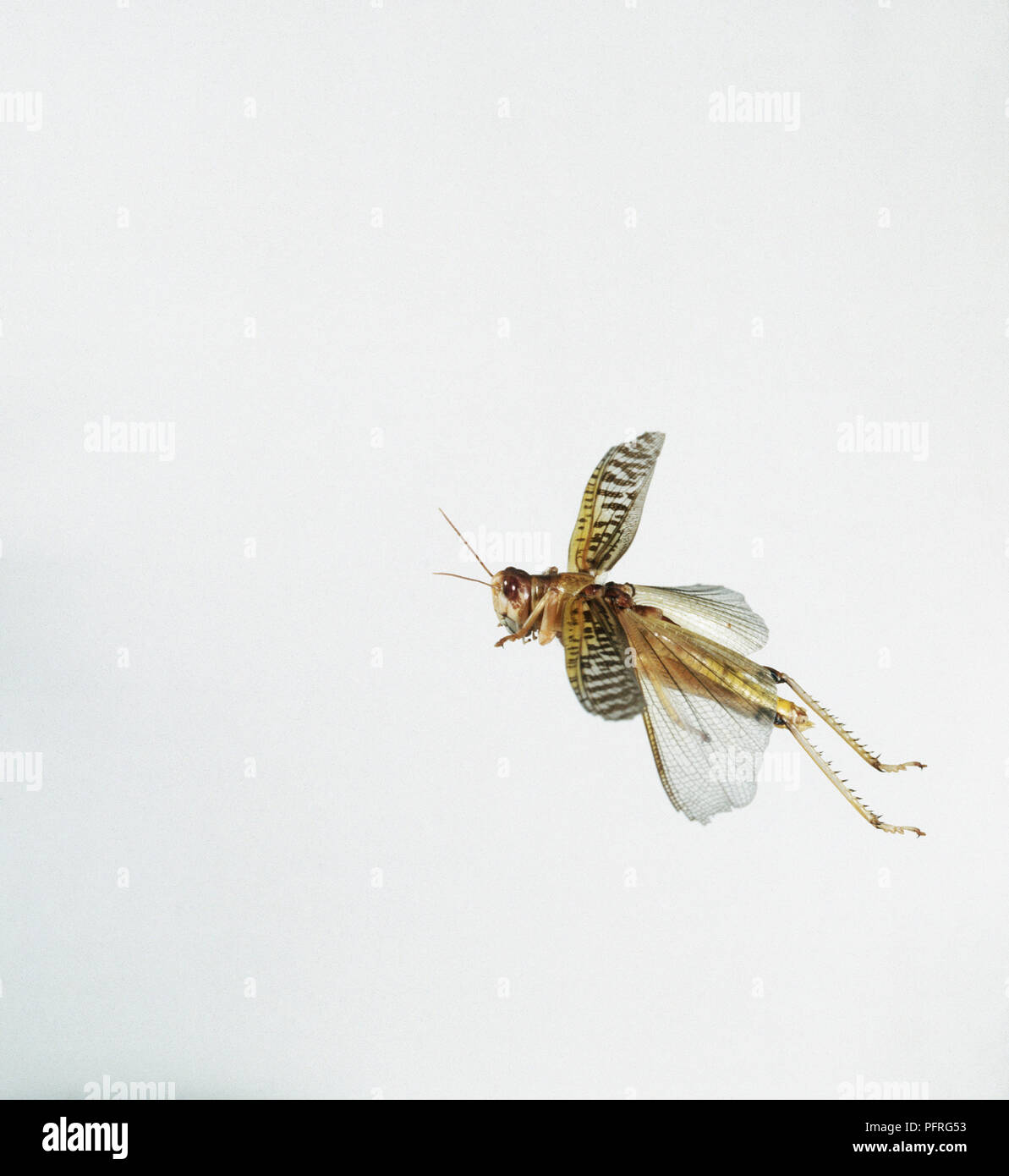 Insect locust hi-res stock photography and images - Alamy
