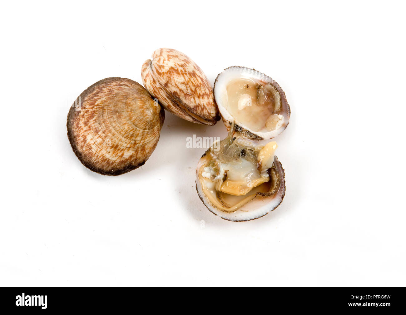 Three clam shells hi-res stock photography and images - Alamy