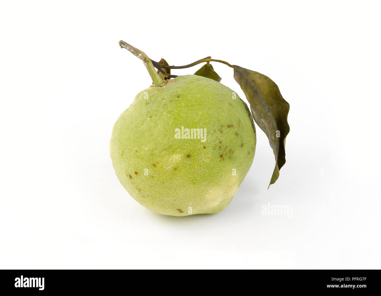 Cedro cedro Cut Out Stock Images & Pictures - Alamy